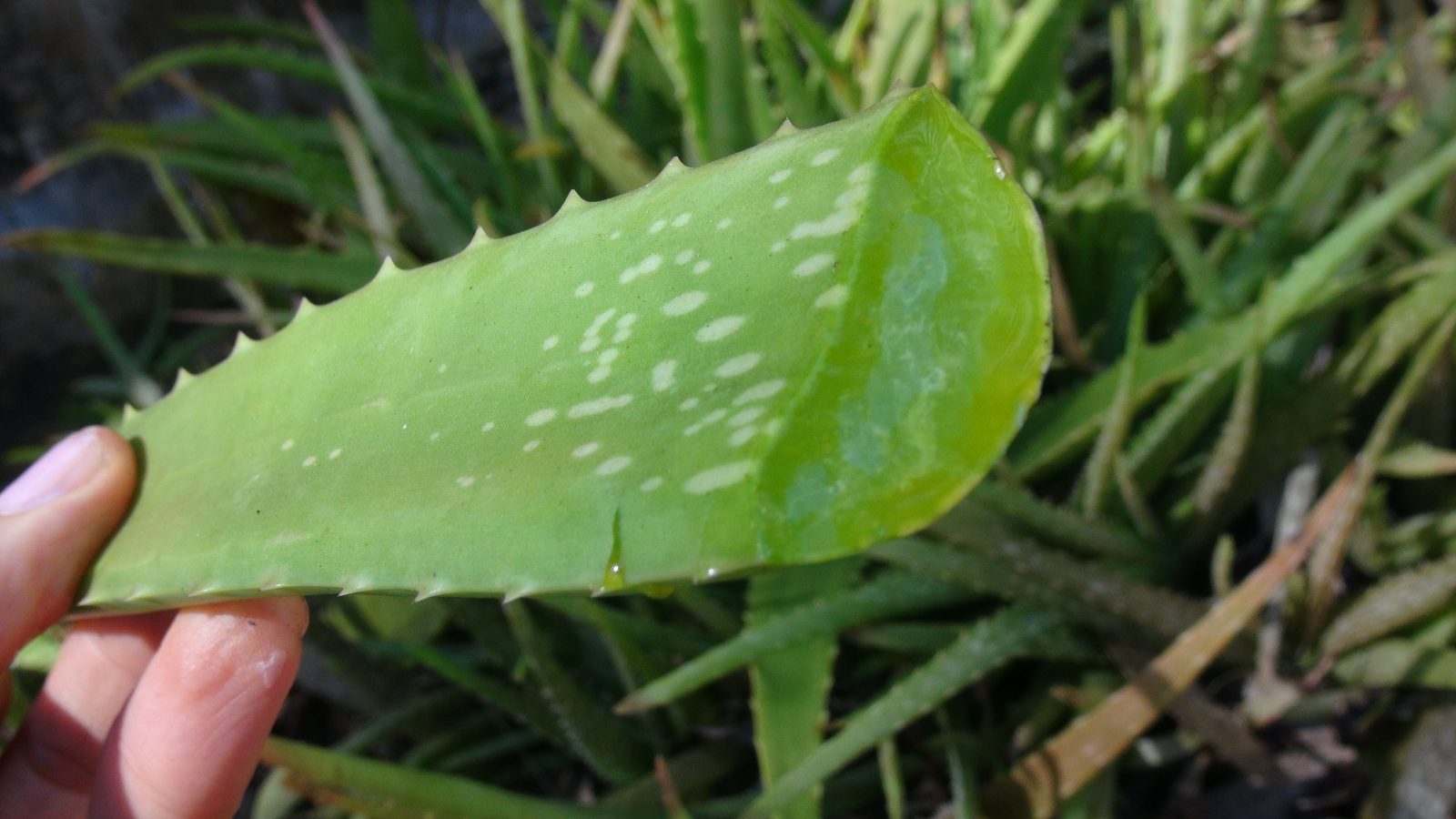 Hello Aloe! Aloe Vera Benefits, History, Uses and Plant Info - Spirit ...
